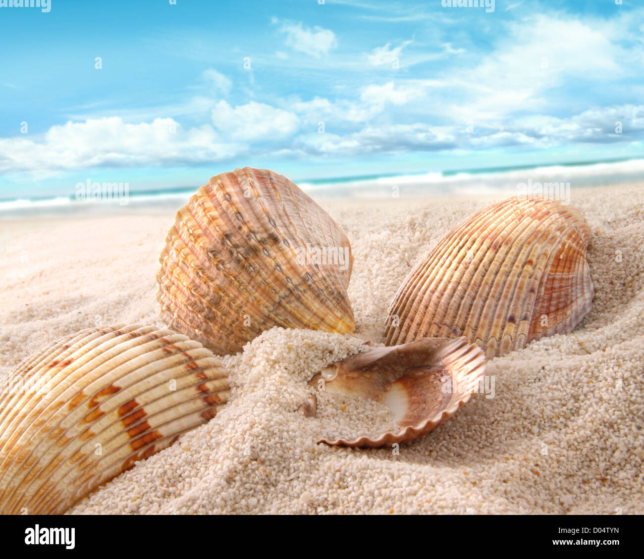 Seashells in the sand at the beach Stock Photo - Alamy