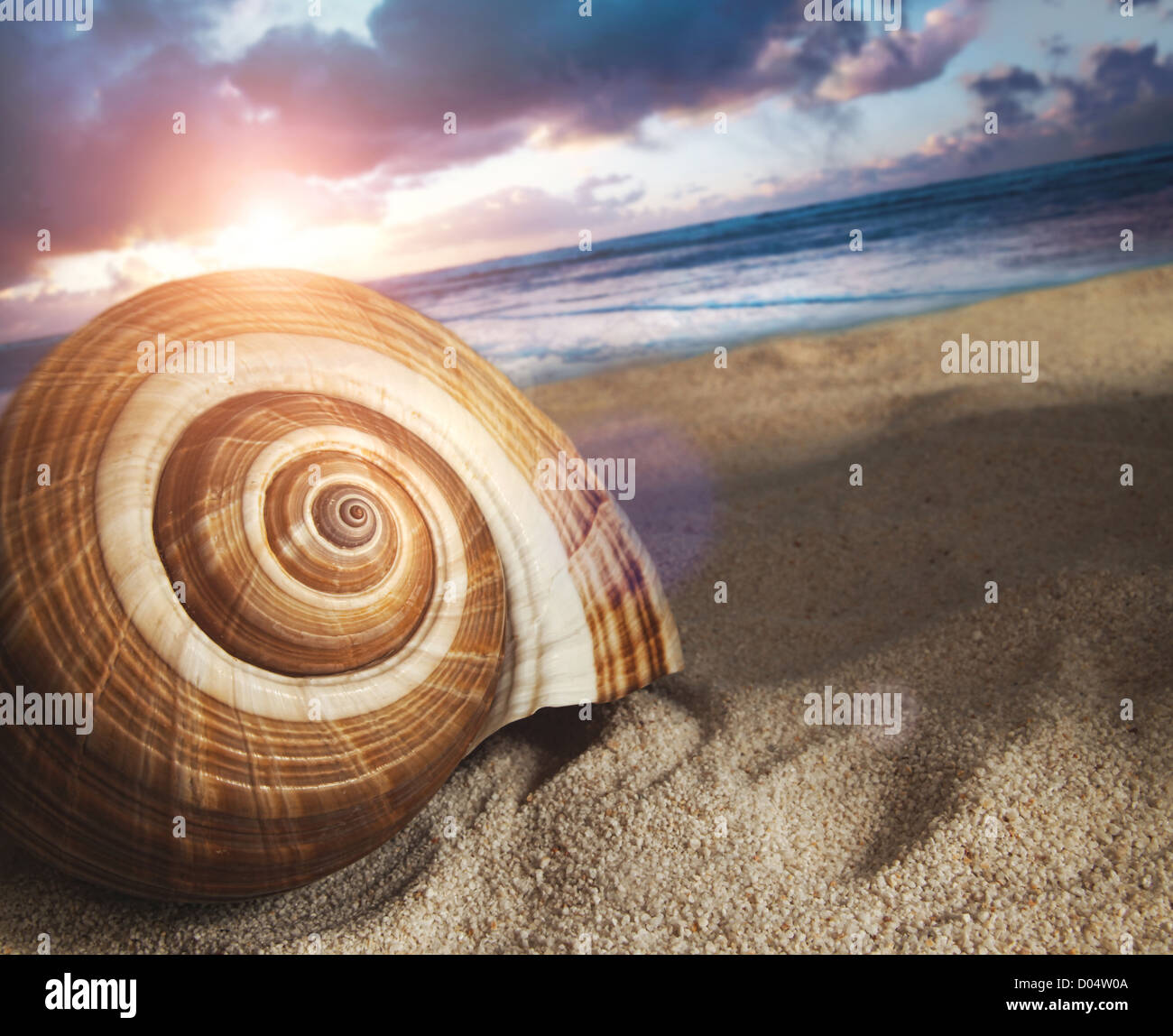 Seashell shapes hi-res stock photography and images - Alamy