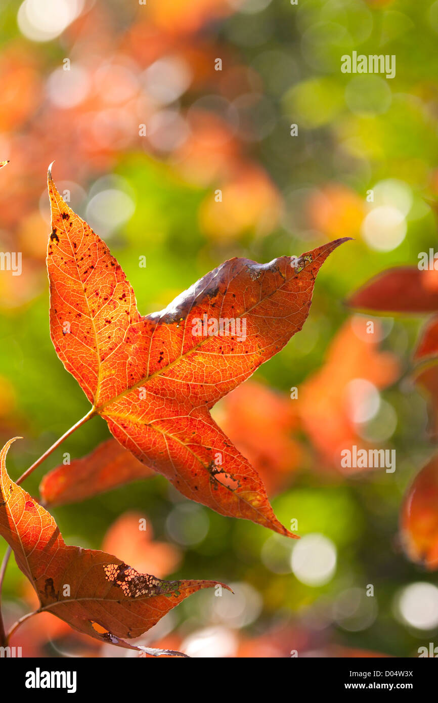 Red leaves background Stock Photo - Alamy