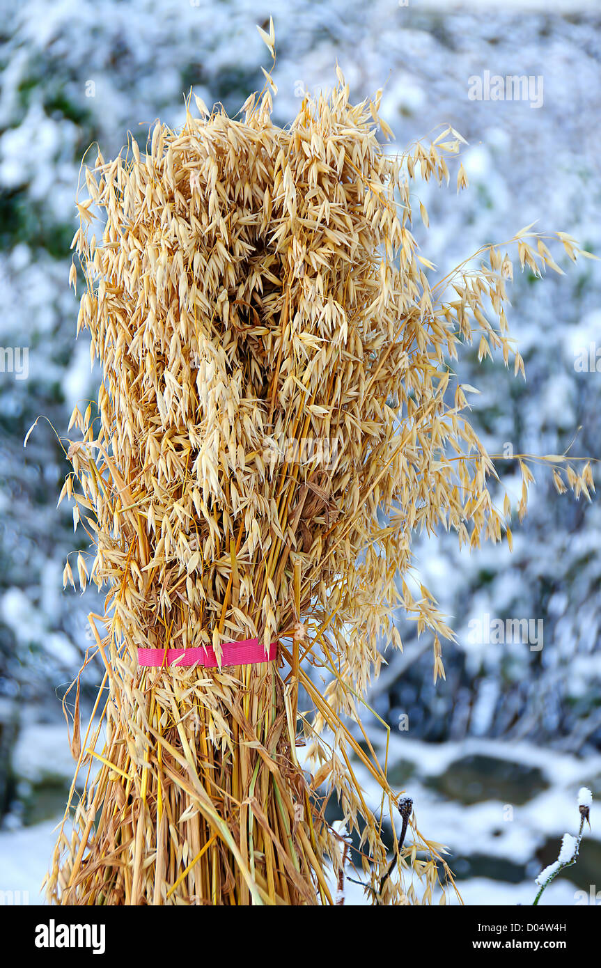 A sheaf for birds in a winter garden Stock Photo - Alamy