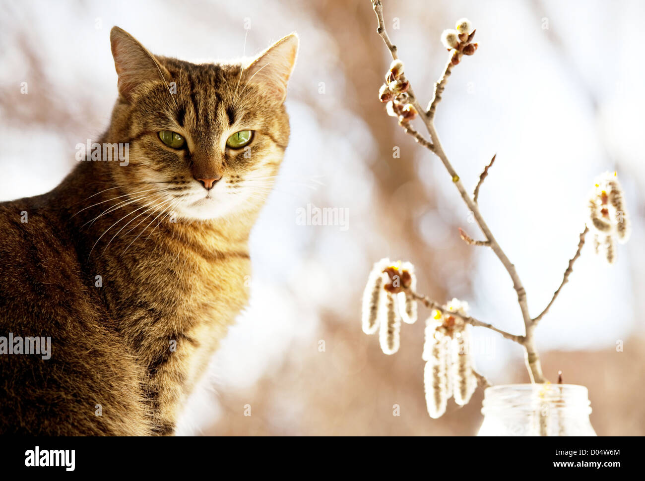 Willow kitty hi-res stock photography and images - Alamy