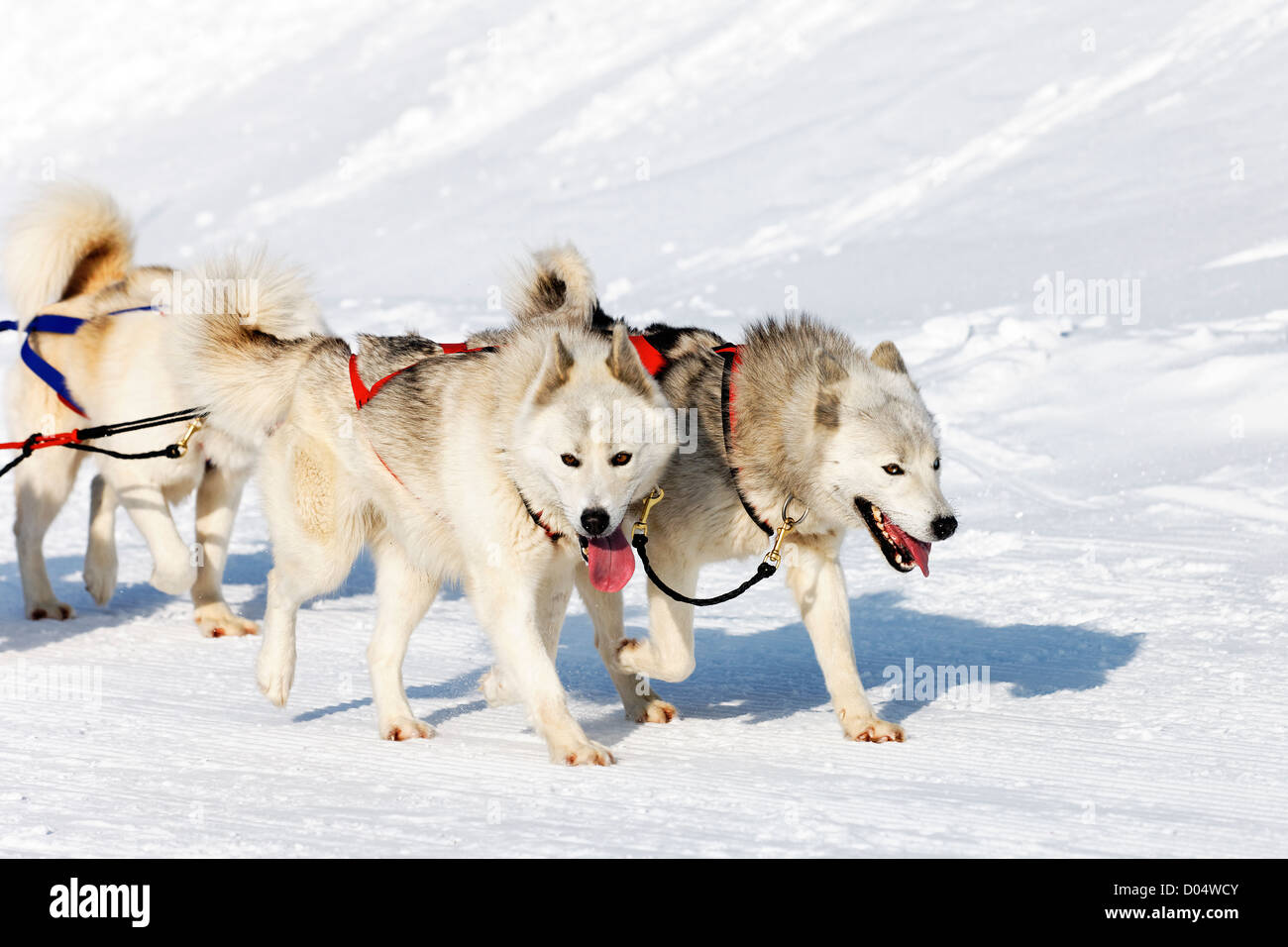 Alpine dogs hi-res stock photography and images - Alamy