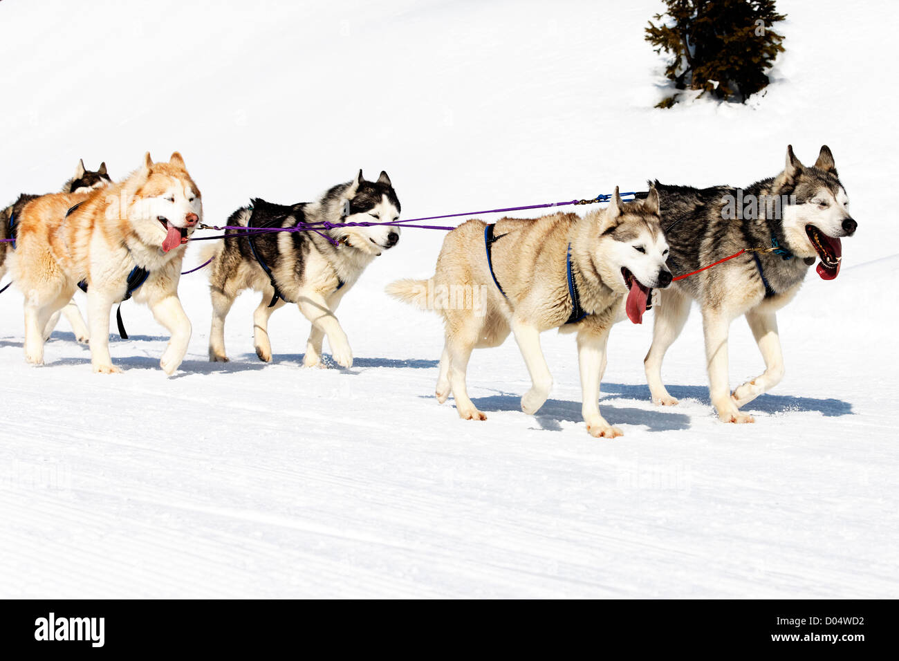 husky race on alpine mountain in winter Stock Photo - Alamy