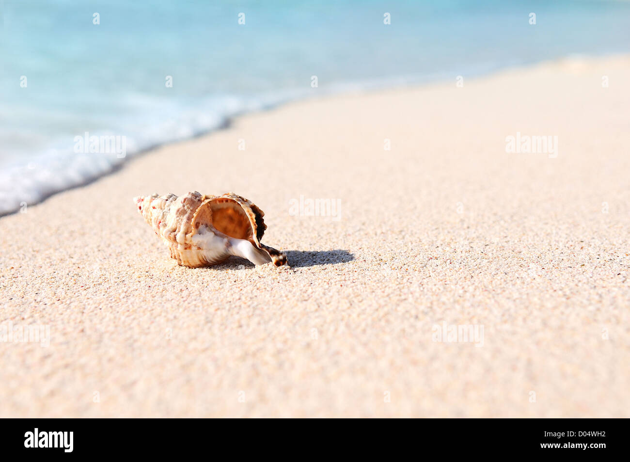 sea shells with sand as background Stock Photo - Alamy