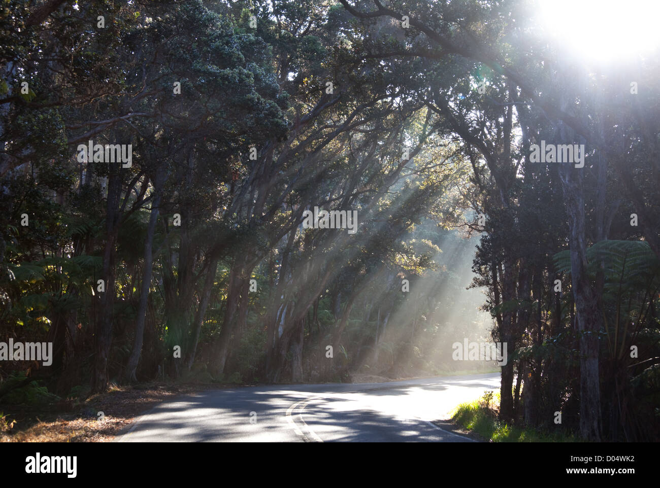 Sunny beams in hawaiian forest Stock Photo - Alamy