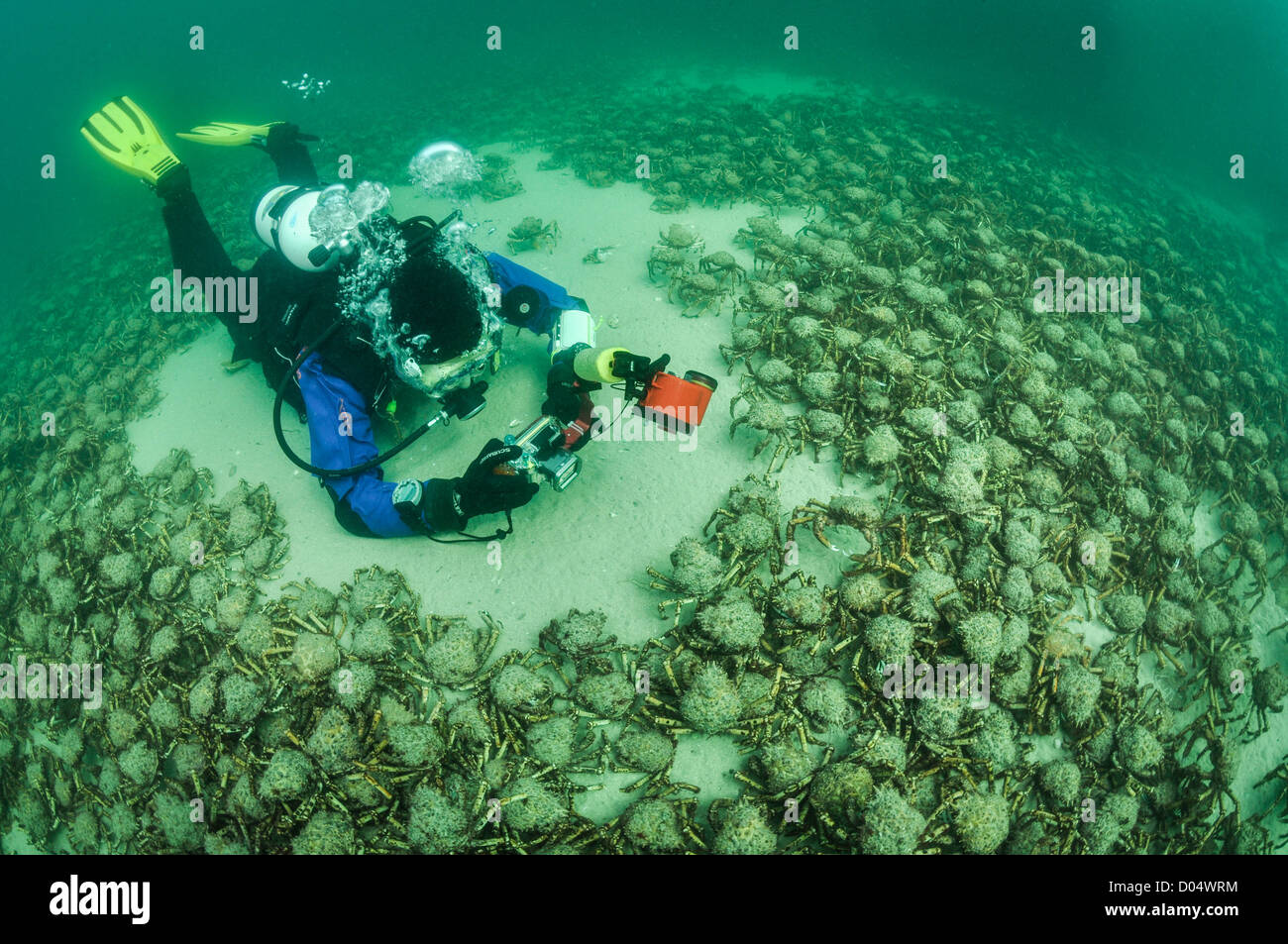 Diver and Spider Crabs Stock Photo - Alamy