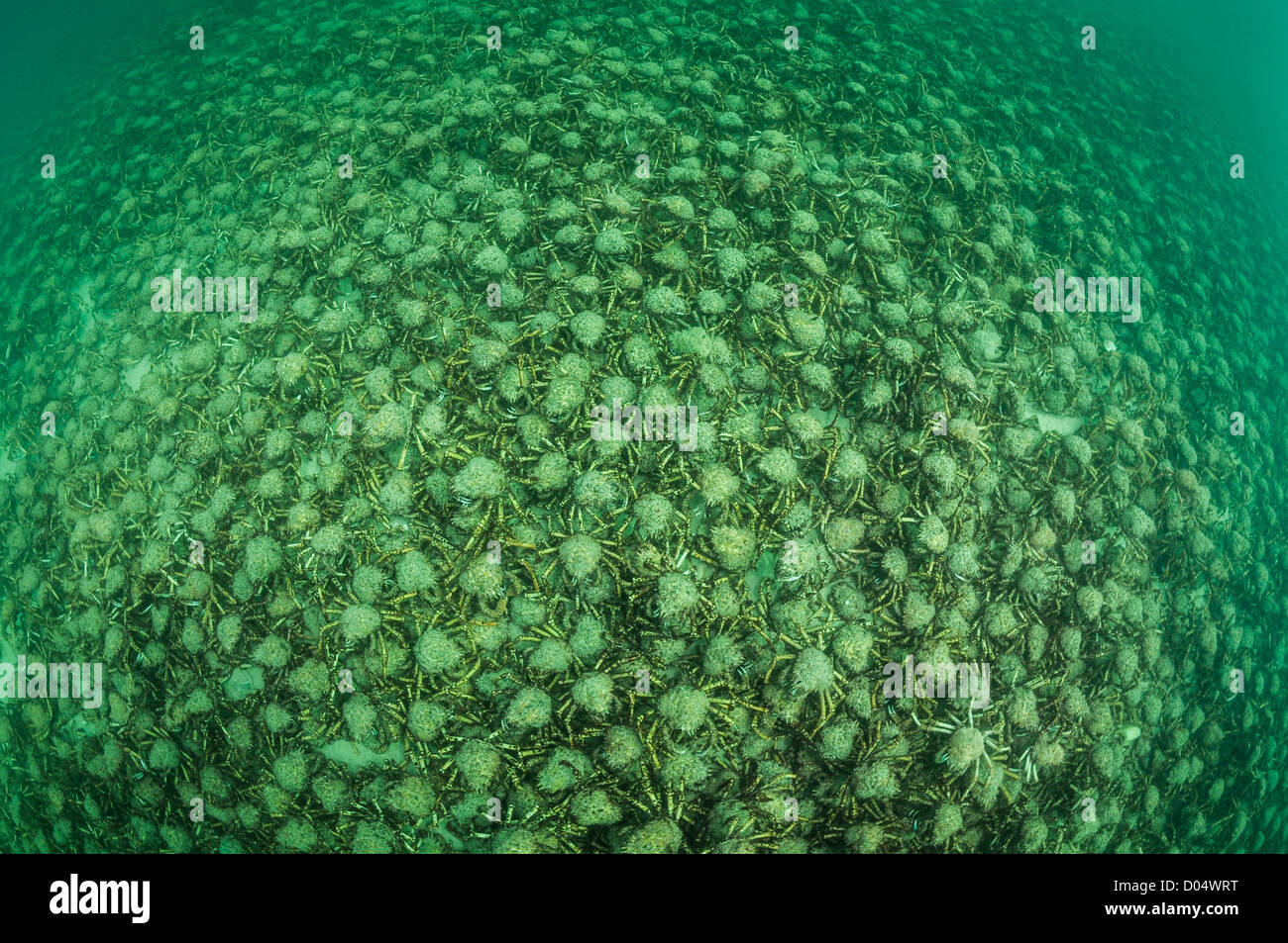 Australian crab hi-res stock photography and images - Alamy