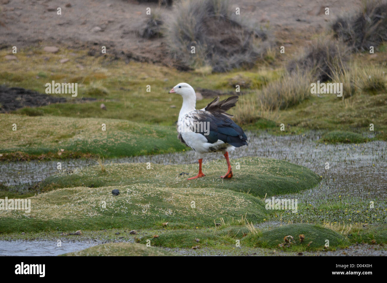 Andean Goose on the marshlands of Lauca National park, Chile Stock ...