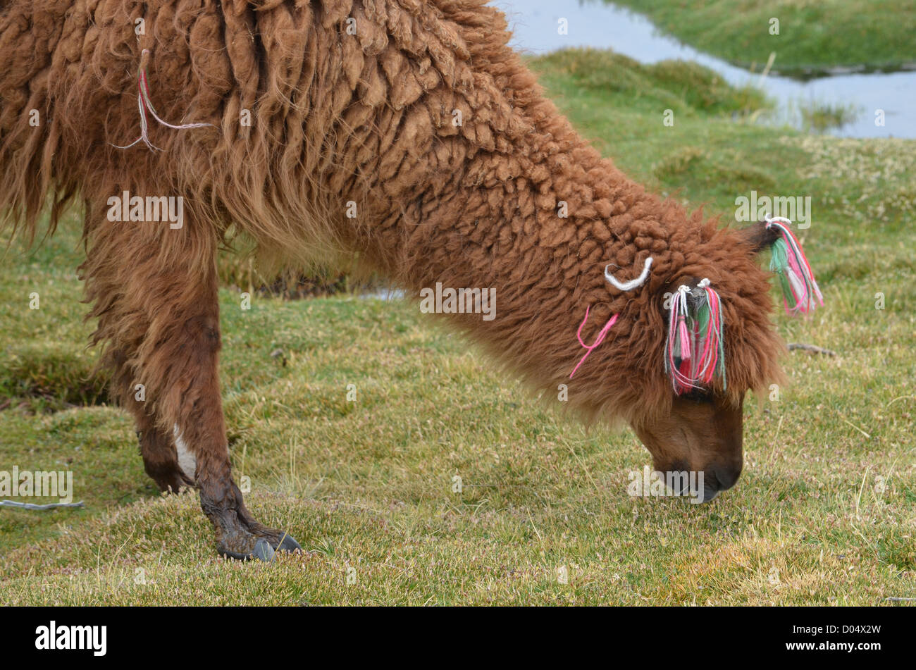 Llama with traditional ear tags graising on the marshlands in Lauca ...