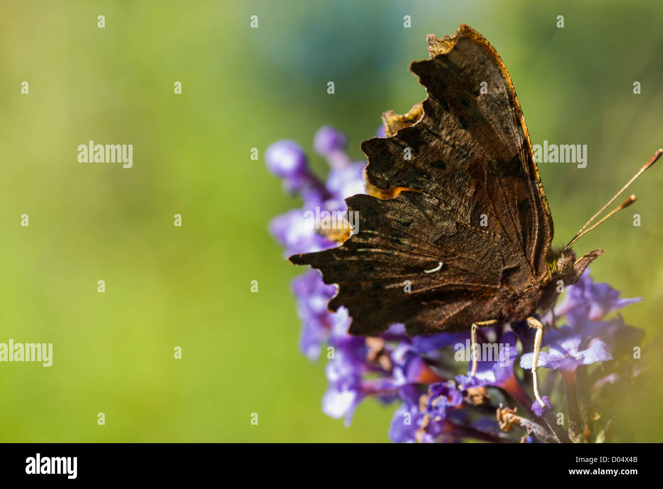 Comma butterfly, Polygonia c-album, showing the white mark on the ...