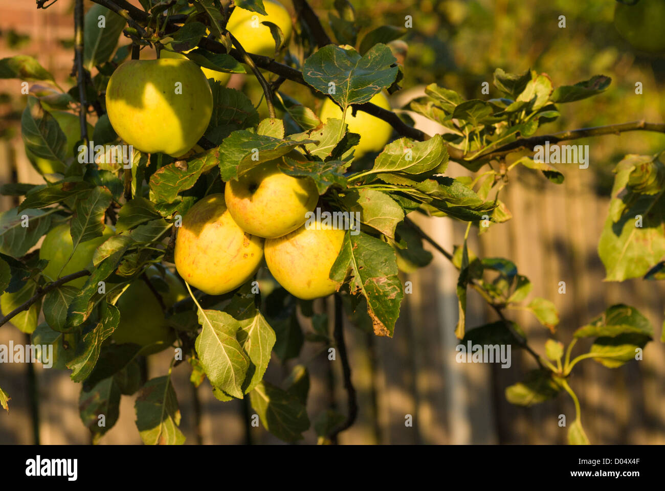 An apple tree bough laden with a crop of the variety 'James Greave ...