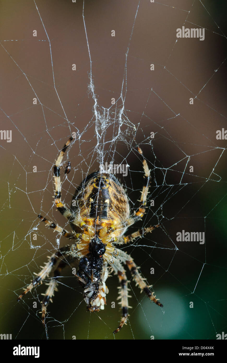 Prey Caught In Spider Web High Resolution Stock Photography and Images ...