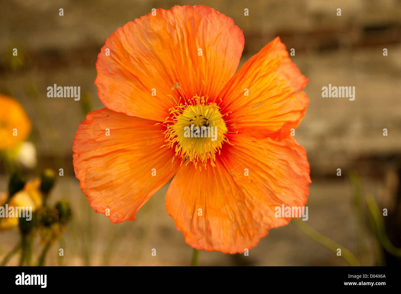 yellow wild poppy Stock Photo - Alamy