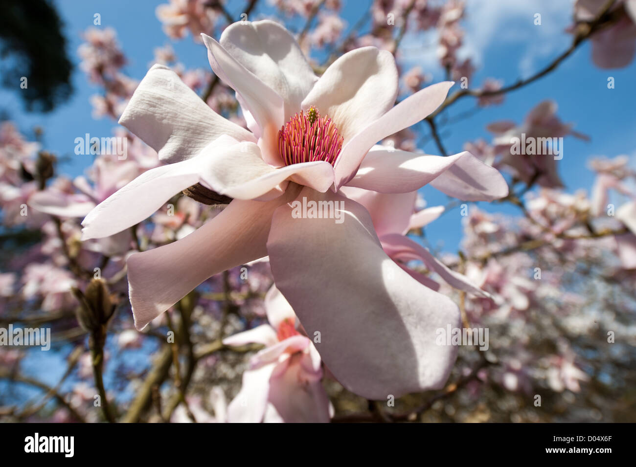 Magnolias hi-res stock photography and images - Alamy