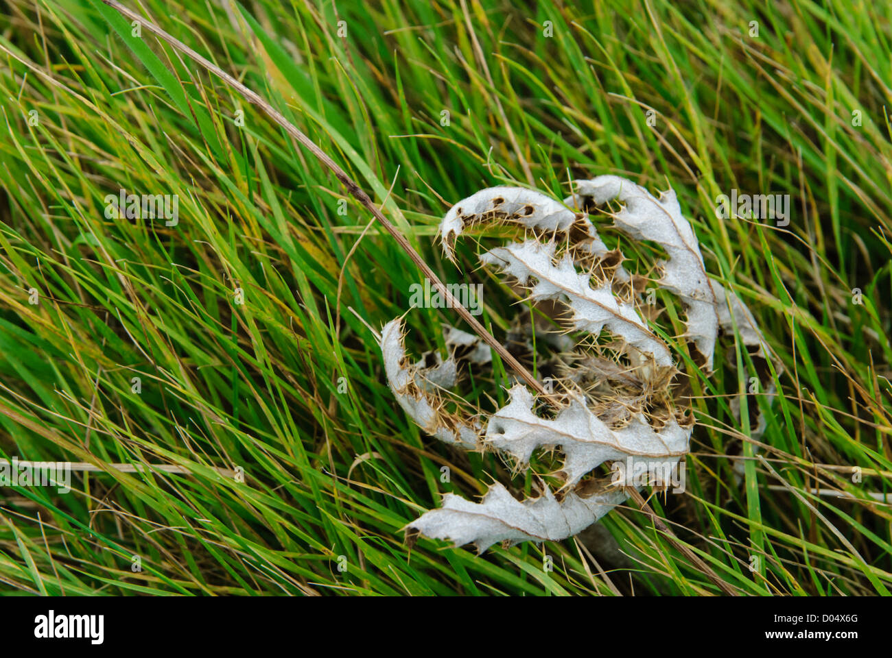 Thistle in the wind Stock Photo - Alamy