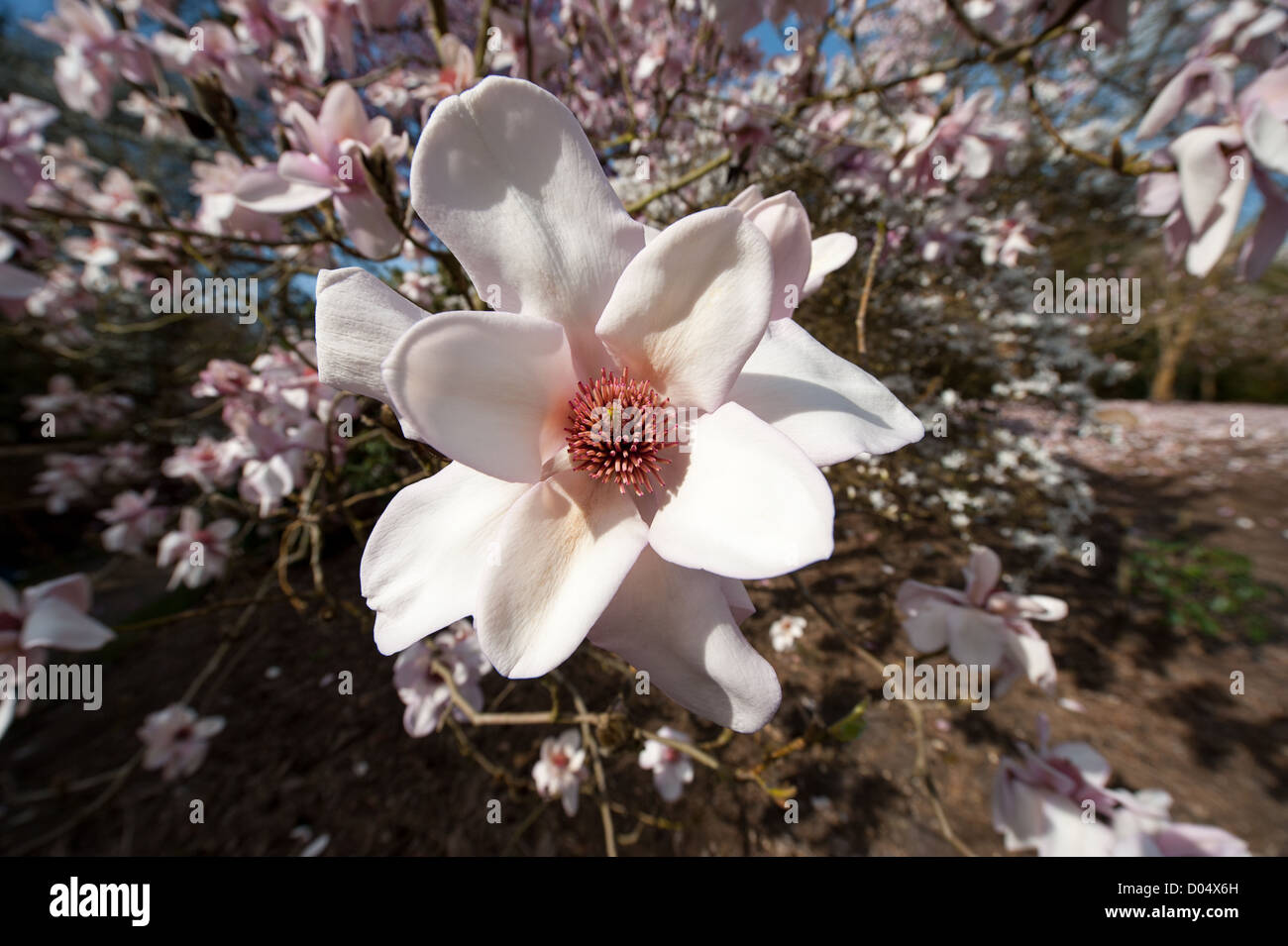 Magnolias hi-res stock photography and images - Alamy