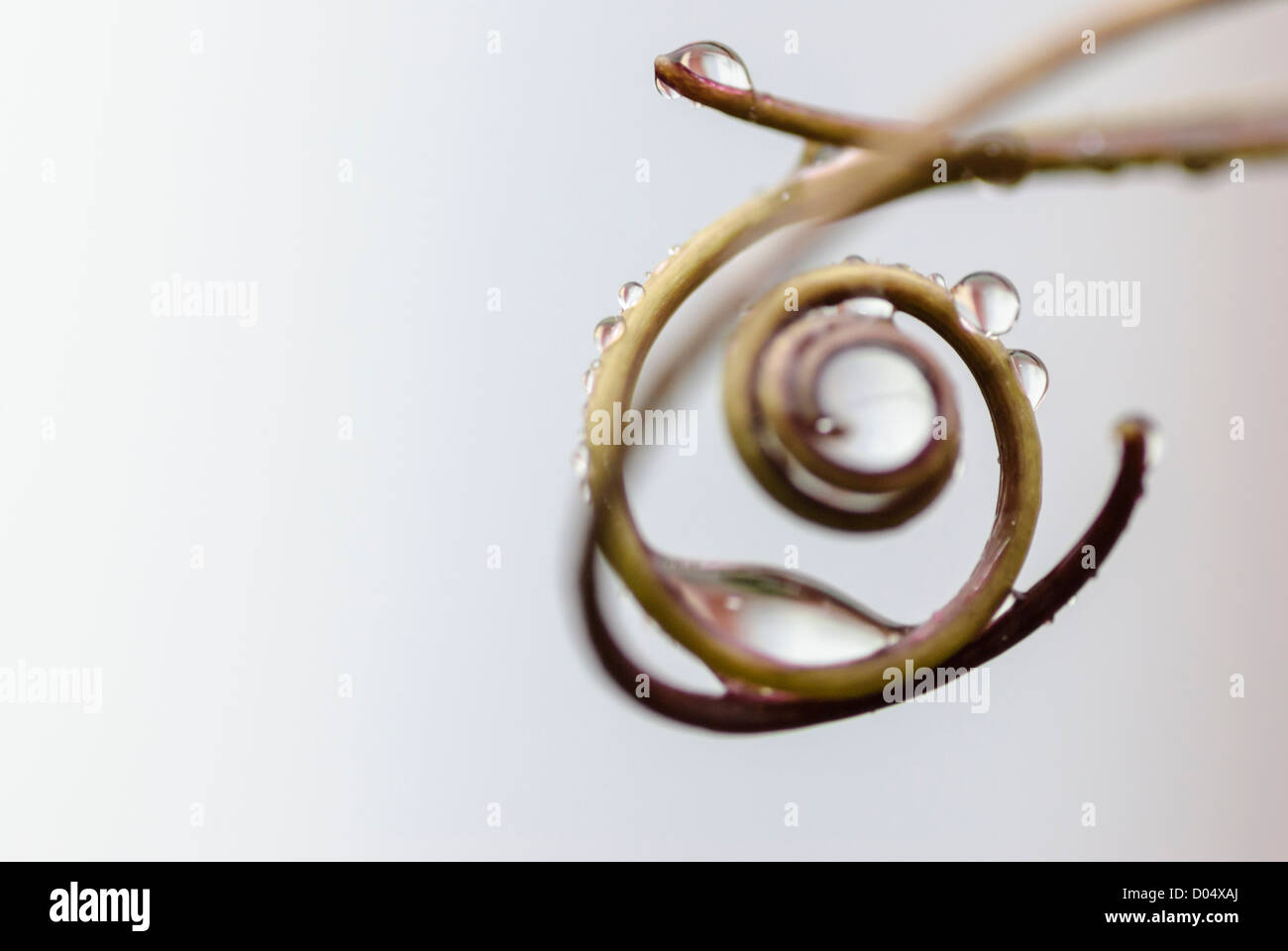 Passion Flower Climbing Tendrils High Resolution Stock Photography and ...