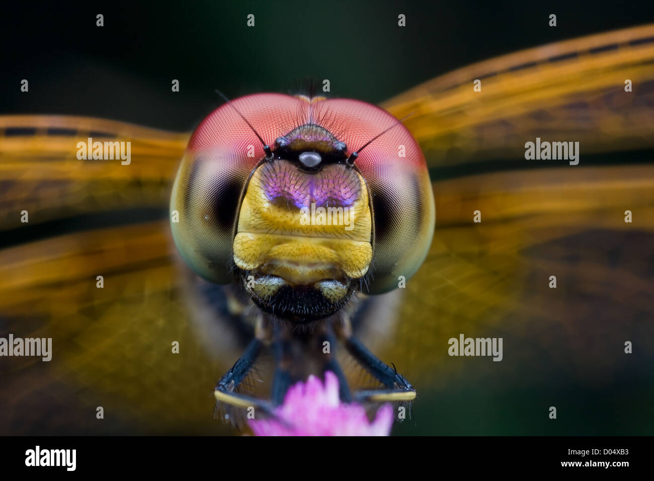 Dragonfly malaysia insects hi-res stock photography and images - Alamy