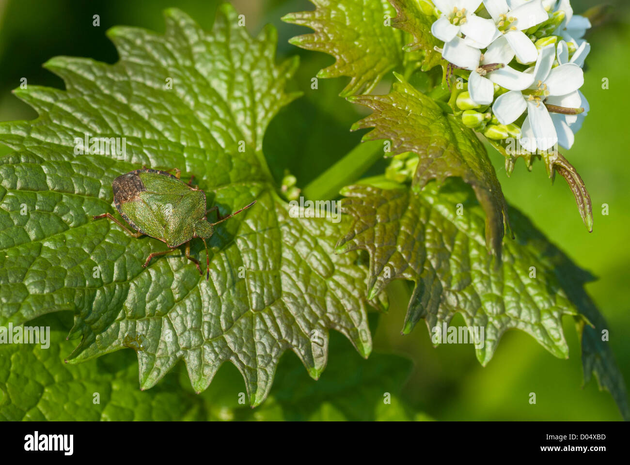 Jack by the hedge hi-res stock photography and images - Alamy