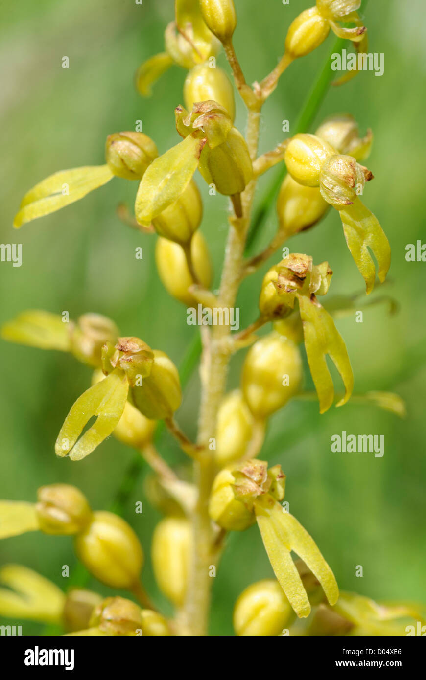 Close up of the orchid Common Twayblade, Neottia ovata, at Kenfig ...