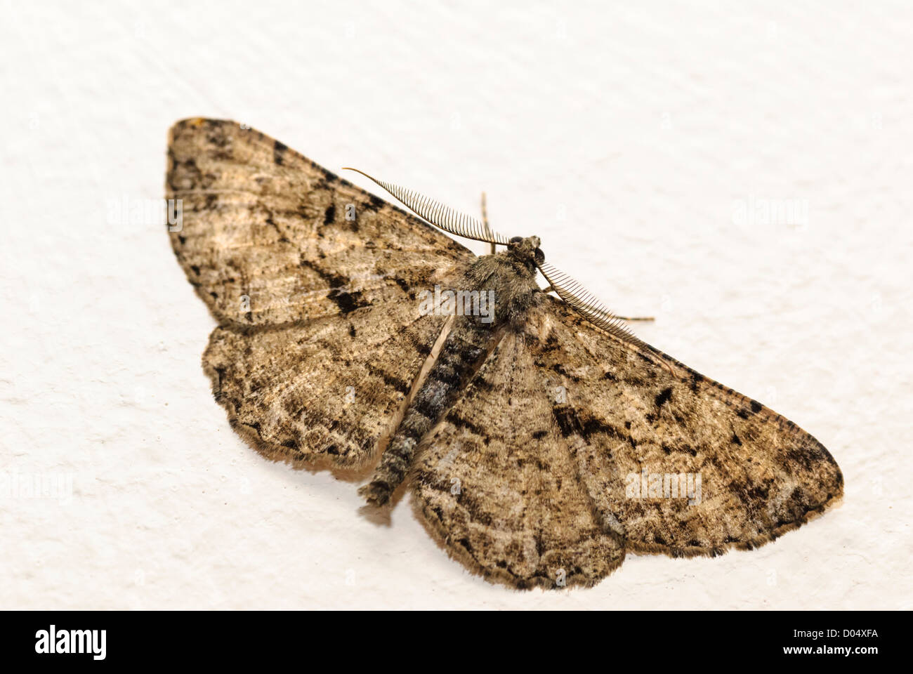 Willow beauty male moth hi-res stock photography and images - Alamy