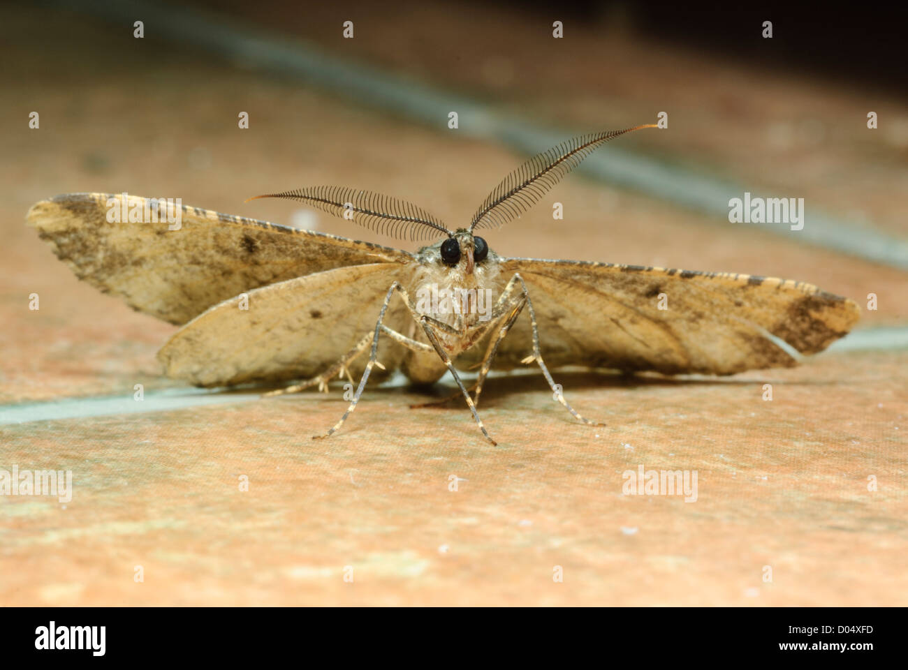 Moth Antennae – Male High Resolution Stock Photography and Images - Alamy