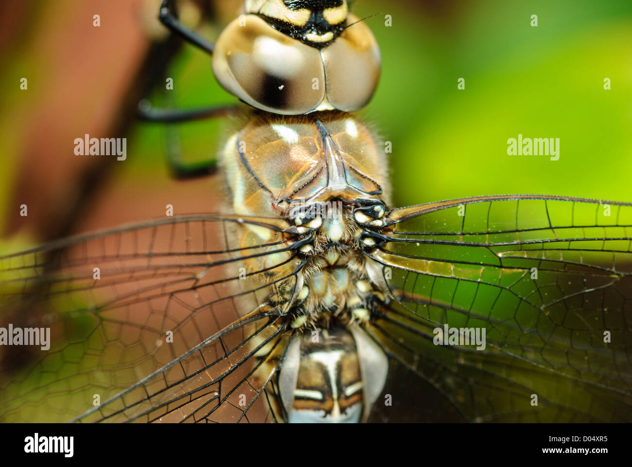 Close up of the head and thorax of a male Migrant Hawker dragonfly ...