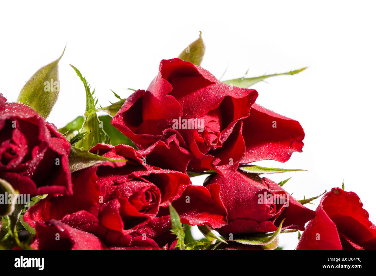 Beautiful white rose flower background hi-res stock photography and ...