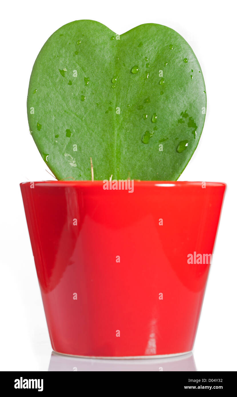 Sweetheart hoya, Hjärtporslinsblomma (Hoya kerrii Stock Photo - Alamy