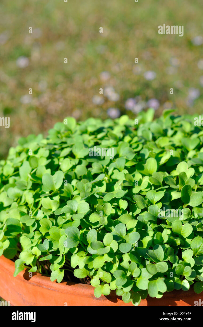 Radish garden pot hi-res stock photography and images - Alamy
