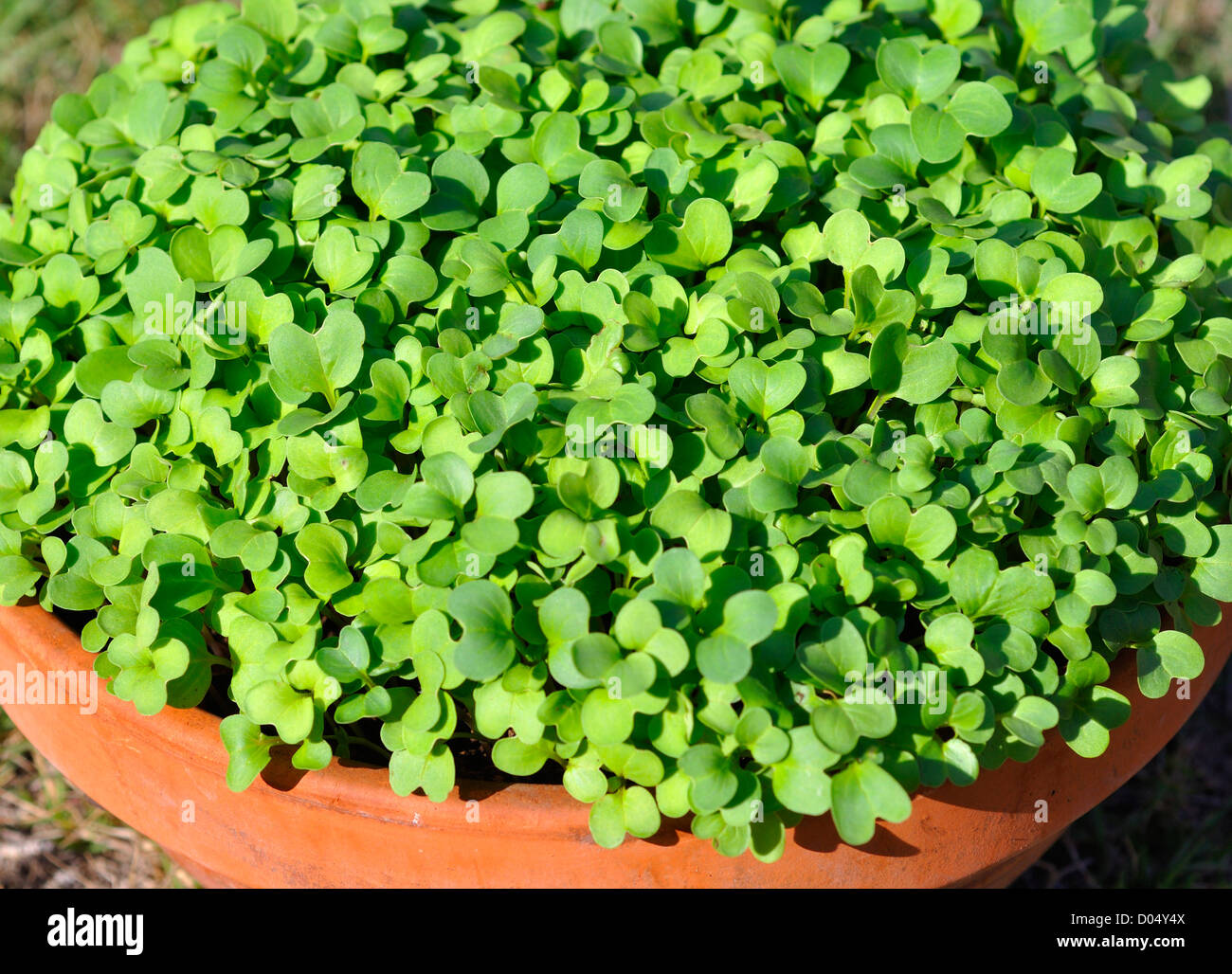 Sprouts radish hi-res stock photography and images - Alamy