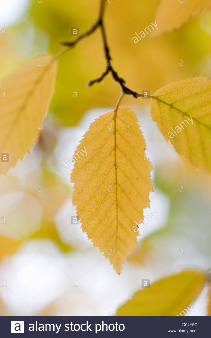 Hornbeam Stock Photos & Hornbeam Stock Images - Alamy