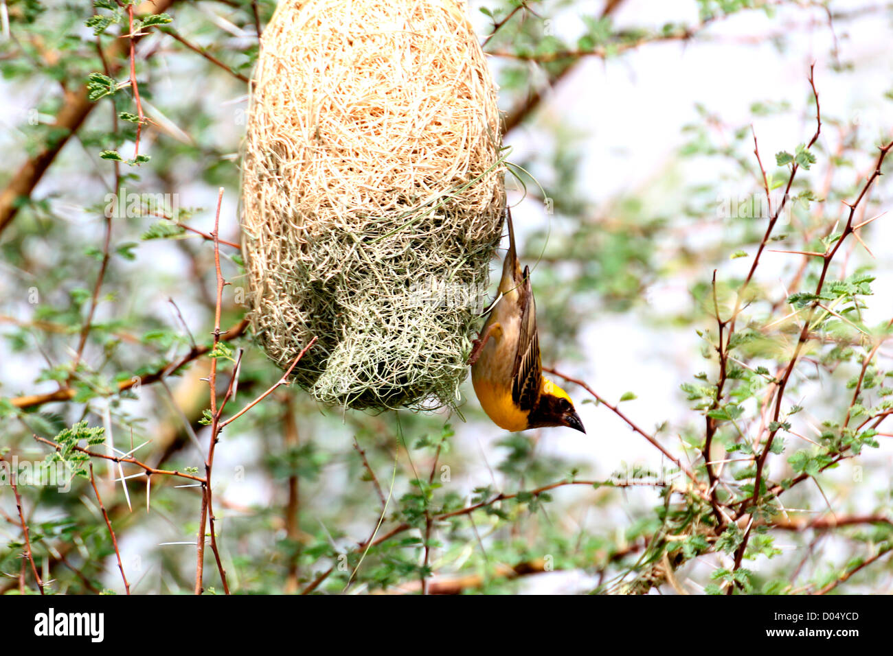 Hanging Birds Nest High Resolution Stock Photography and Images - Alamy