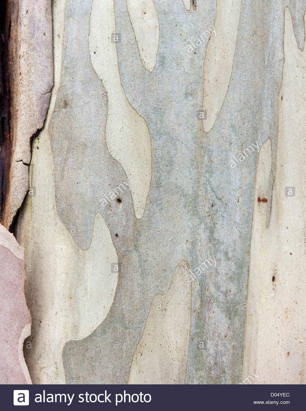 Swamp Gum Tree Stock Photos & Swamp Gum Tree Stock Images - Alamy