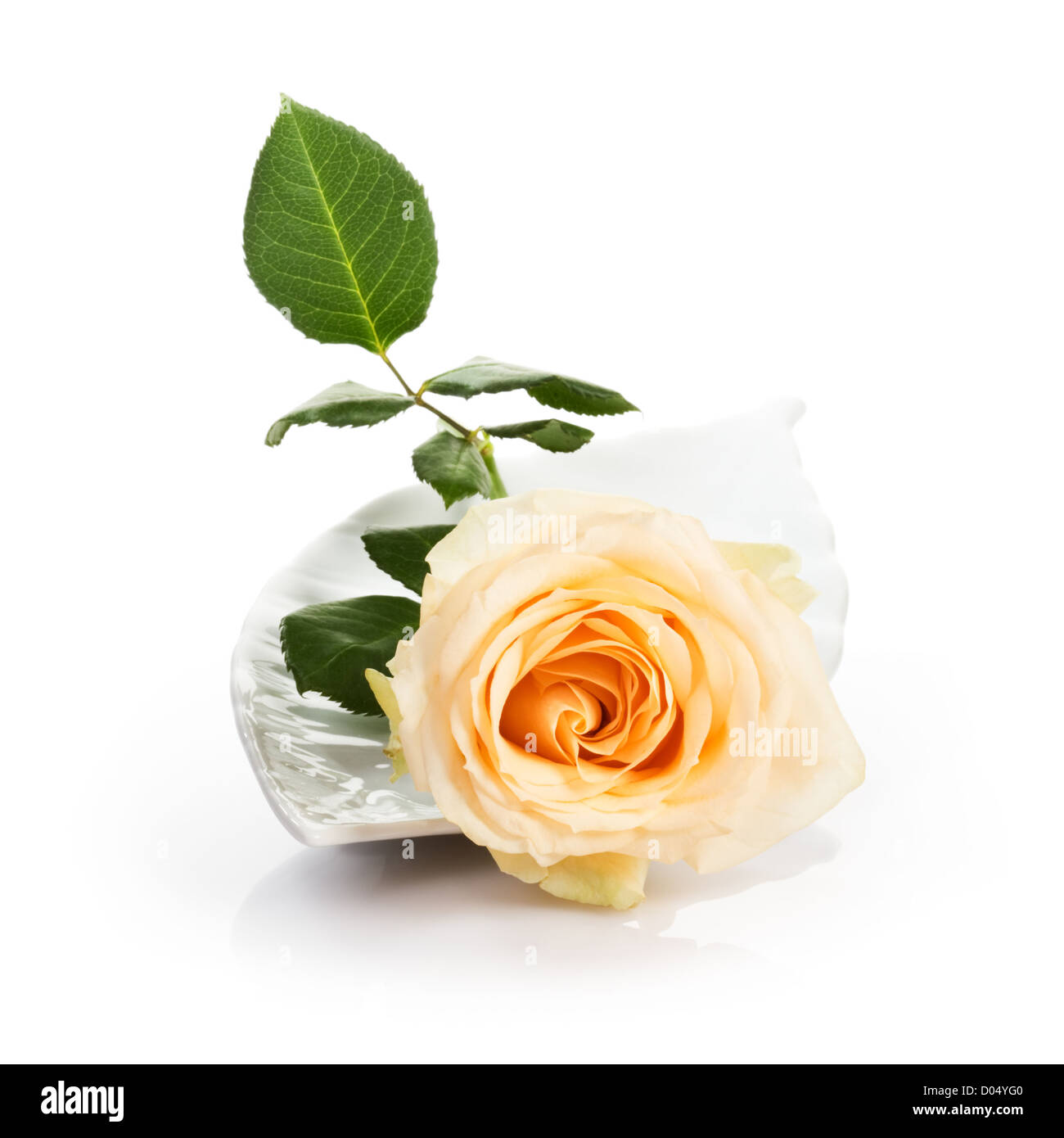Single salmon-colored rose flower in porcelain bowl on white background ...