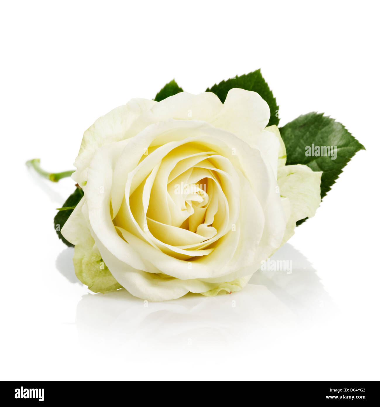 Beautiful White Rose Flower Wallpaper