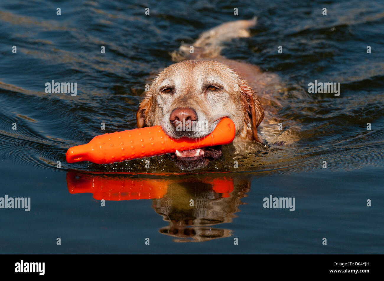 Yellow Labrador retriever retrieving training bumper Stock Photo - Alamy