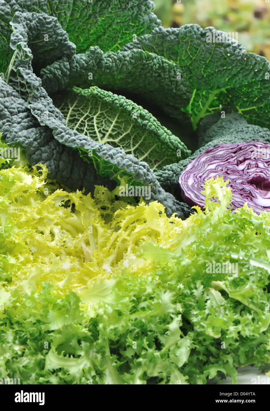 Cabbage like hi-res stock photography and images - Alamy
