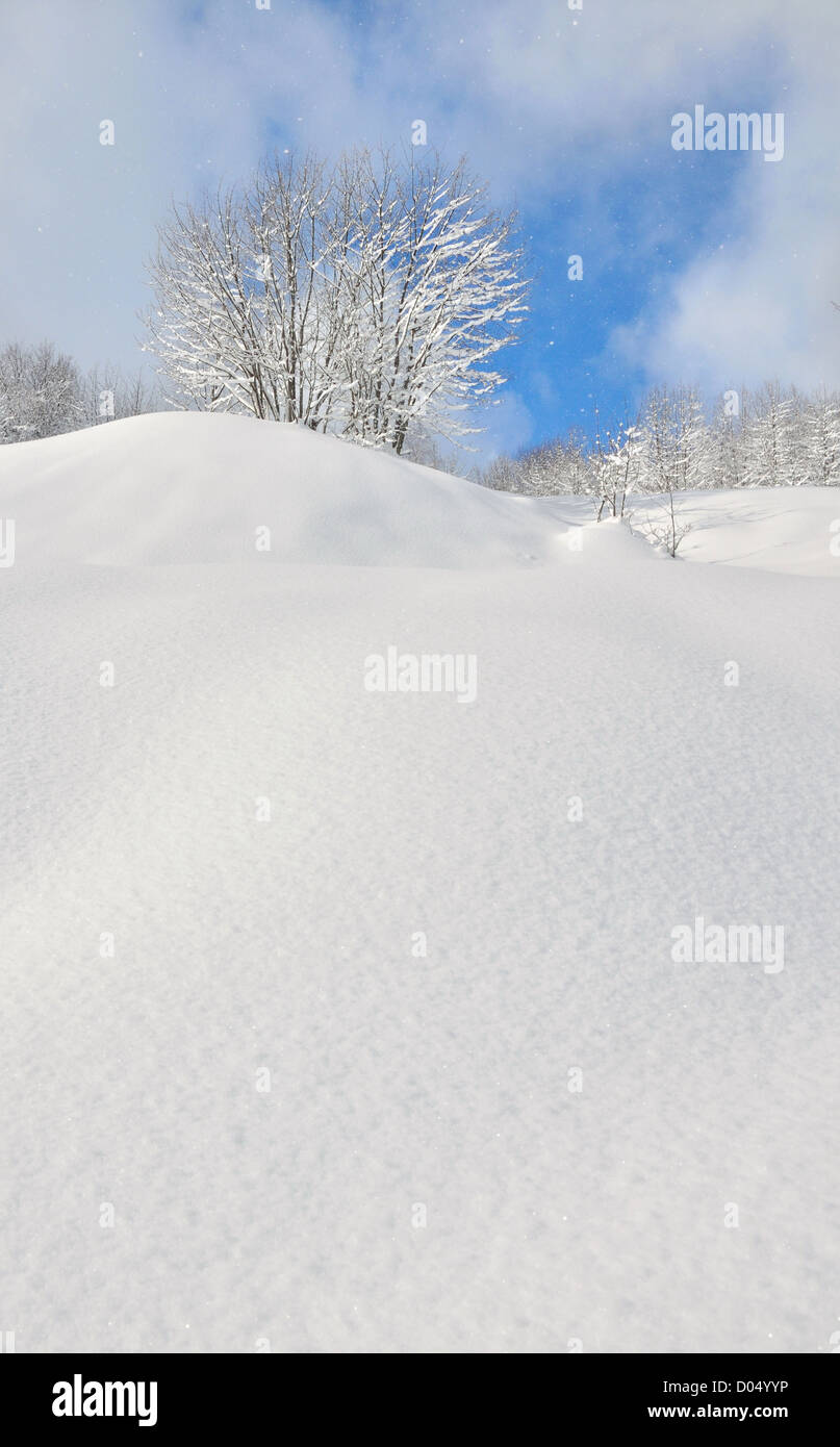 Immaculate trees hi-res stock photography and images - Alamy