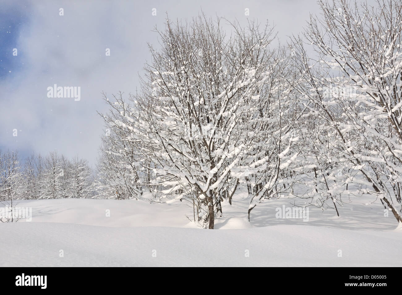 Cool snowfall hi-res stock photography and images - Alamy