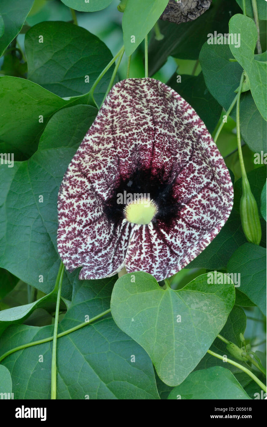 Dutchman's pipe vine hi-res stock photography and images - Alamy
