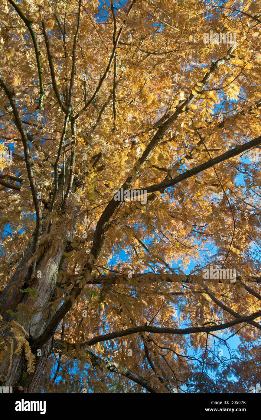 Gold redwood tree hi-res stock photography and images - Alamy
