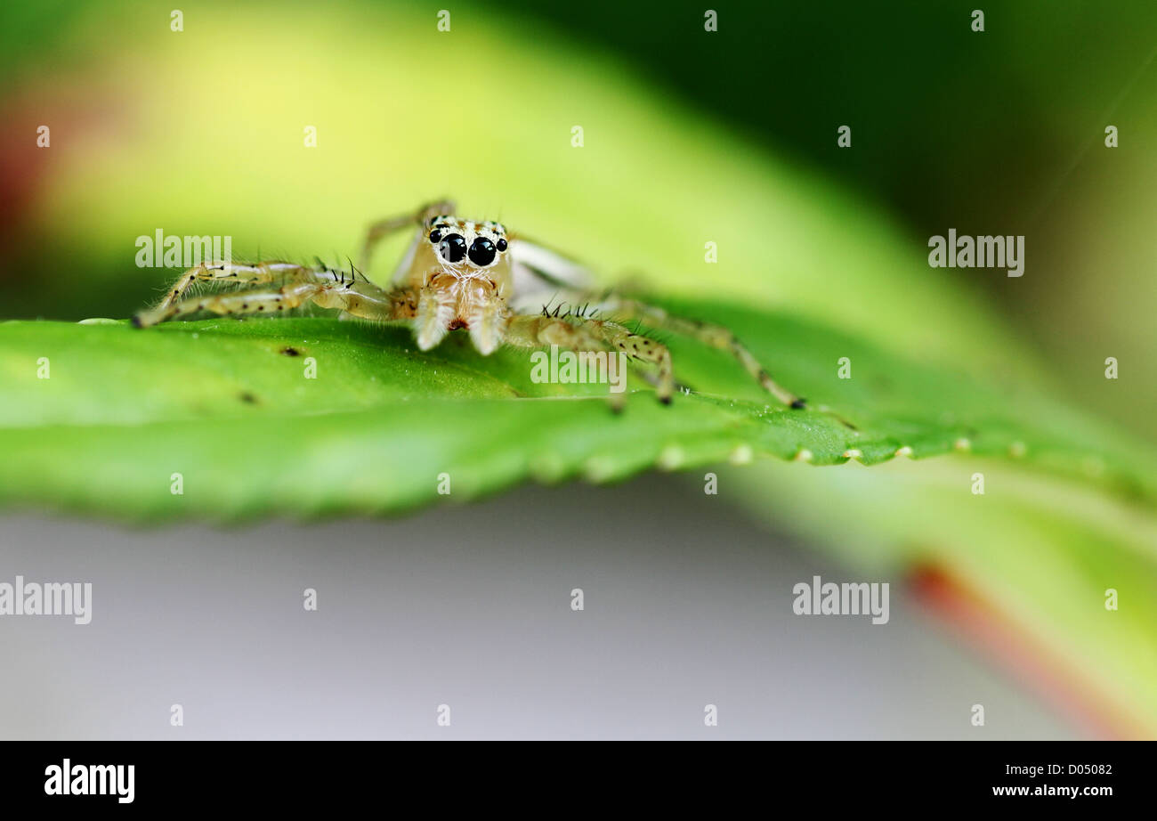 Spider rest on leaf hi-res stock photography and images - Alamy