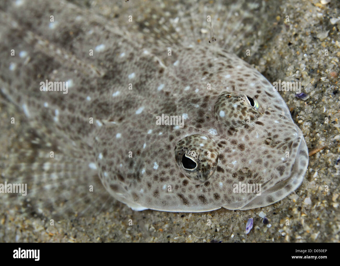 Flathead bay hi-res stock photography and images - Alamy
