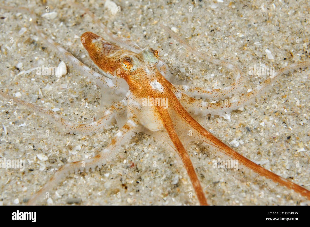 Baby Sand Octopus Stock Photo - Alamy