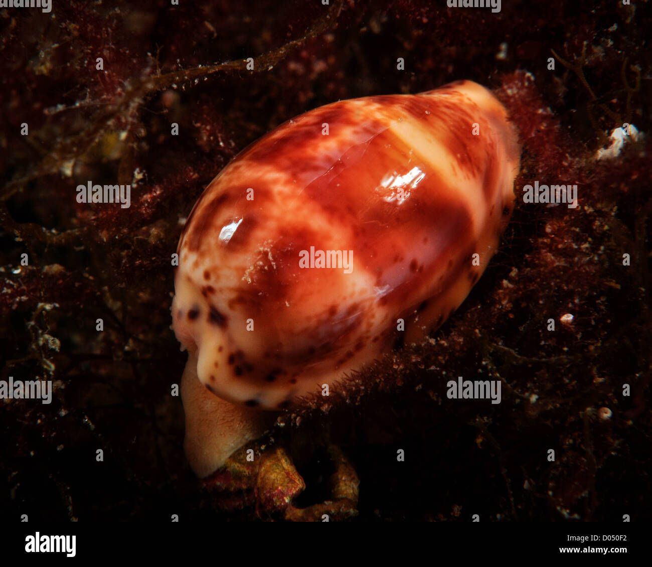 Mayi hi-res stock photography and images - Alamy