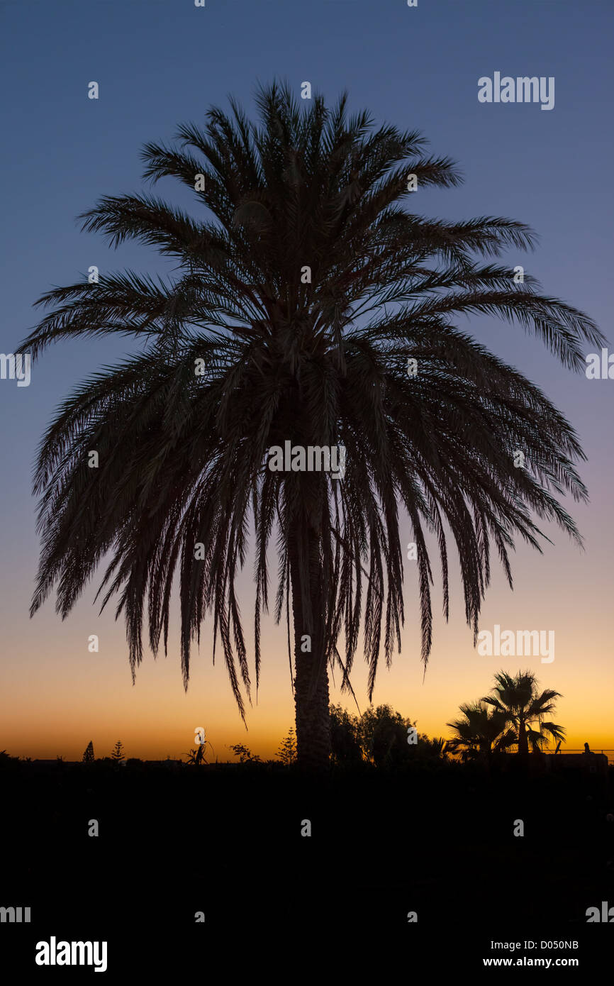 Palm tree after sunset taken in backlit Stock Photo - Alamy