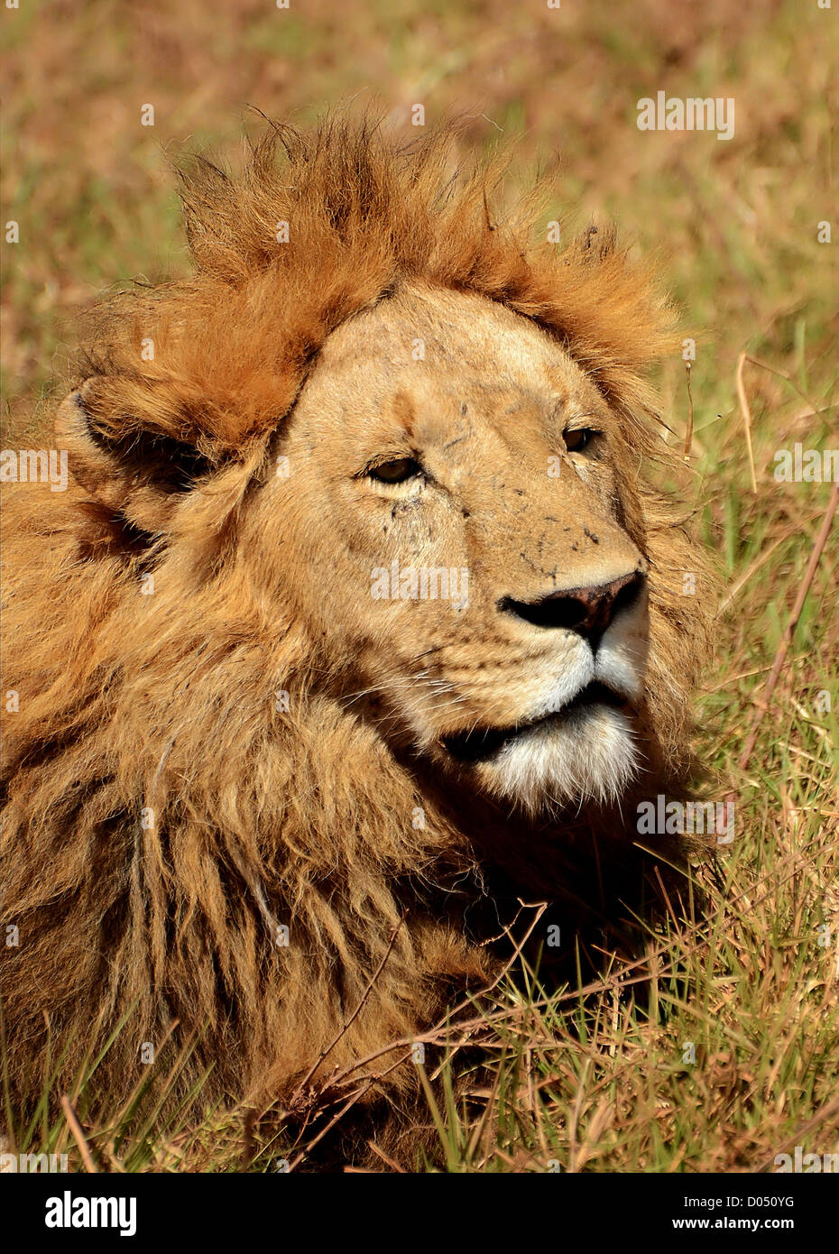 A sleepy male lion with full mane, in the Ngorongoro Crater, Tanzania ...