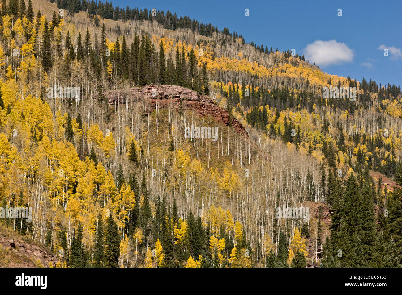 Red spruce trees hi-res stock photography and images - Alamy