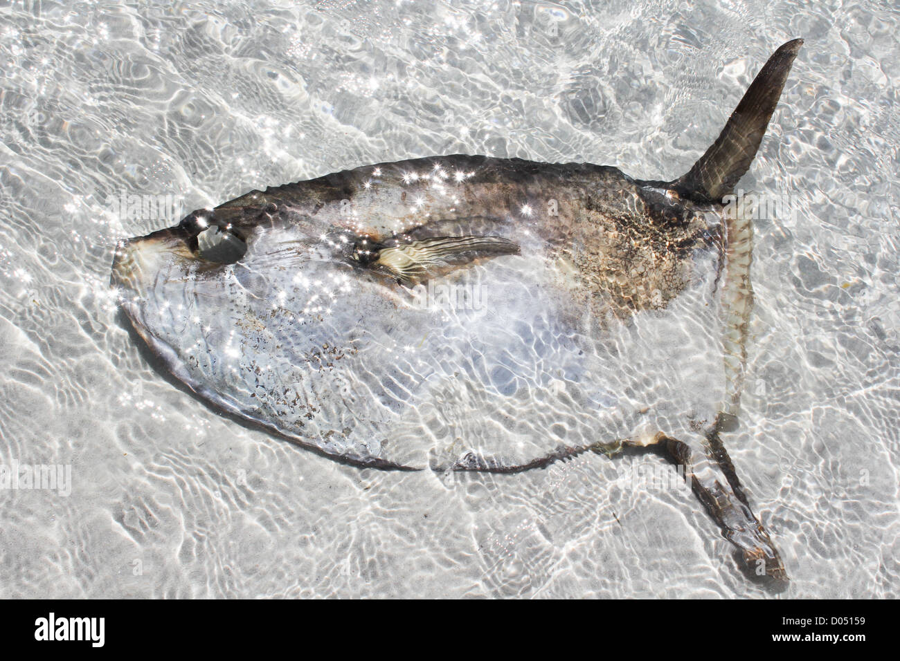 Dead Fish lying under water in the sand at the beach of Kommetjie, Cape ...
